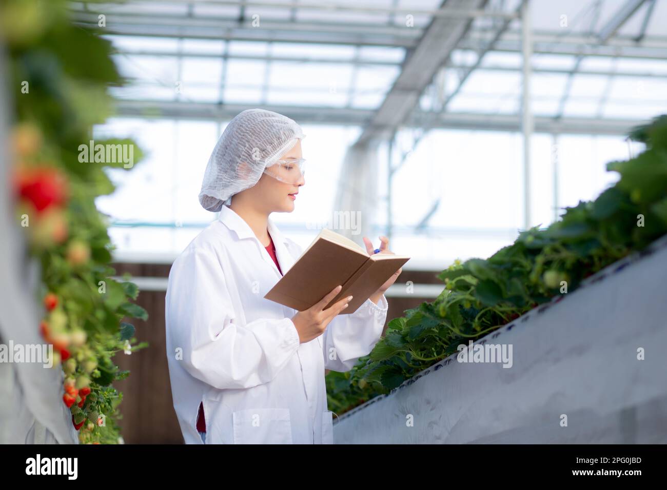 Young asian woman check cultivation strawberry with happiness for ...