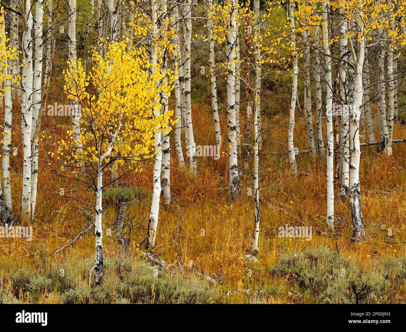 Autumn nature scene with Aspen trees in full bloom Stock Photo - Alamy