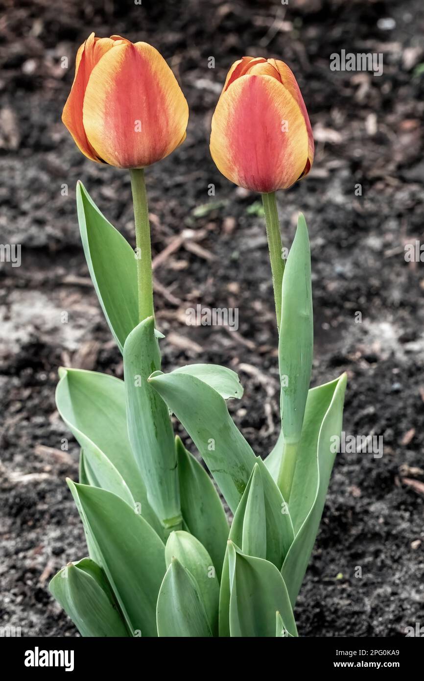 Two orange and yellow tulip buds blooming in a springtime garden in ...