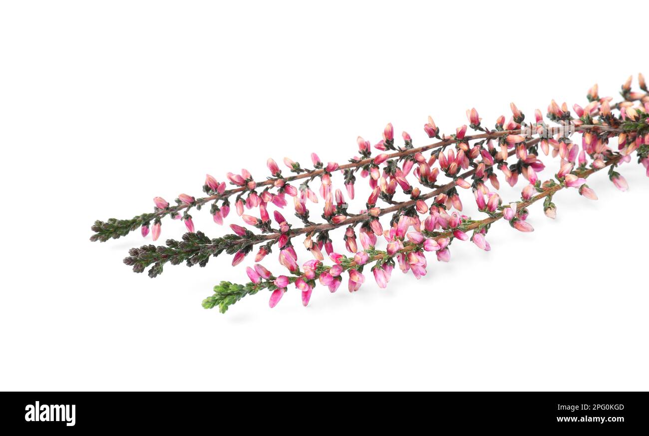 Branches of heather with beautiful flowers on white background Stock ...