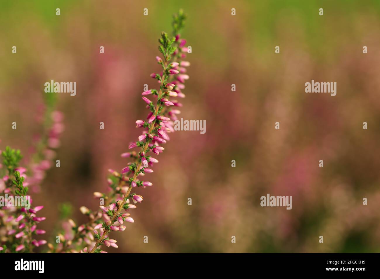 Heather twig with beautiful flowers on blurred background, closeup ...
