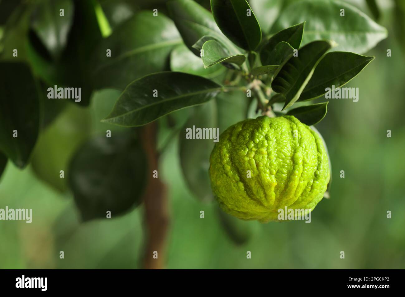 Closeup view of bergamot tree with fruit outdoors Stock Photo - Alamy