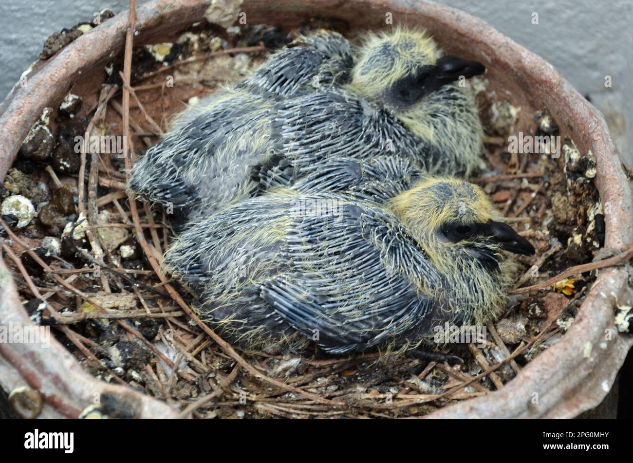 Newly hatched pigeon hi-res stock photography and images - Alamy