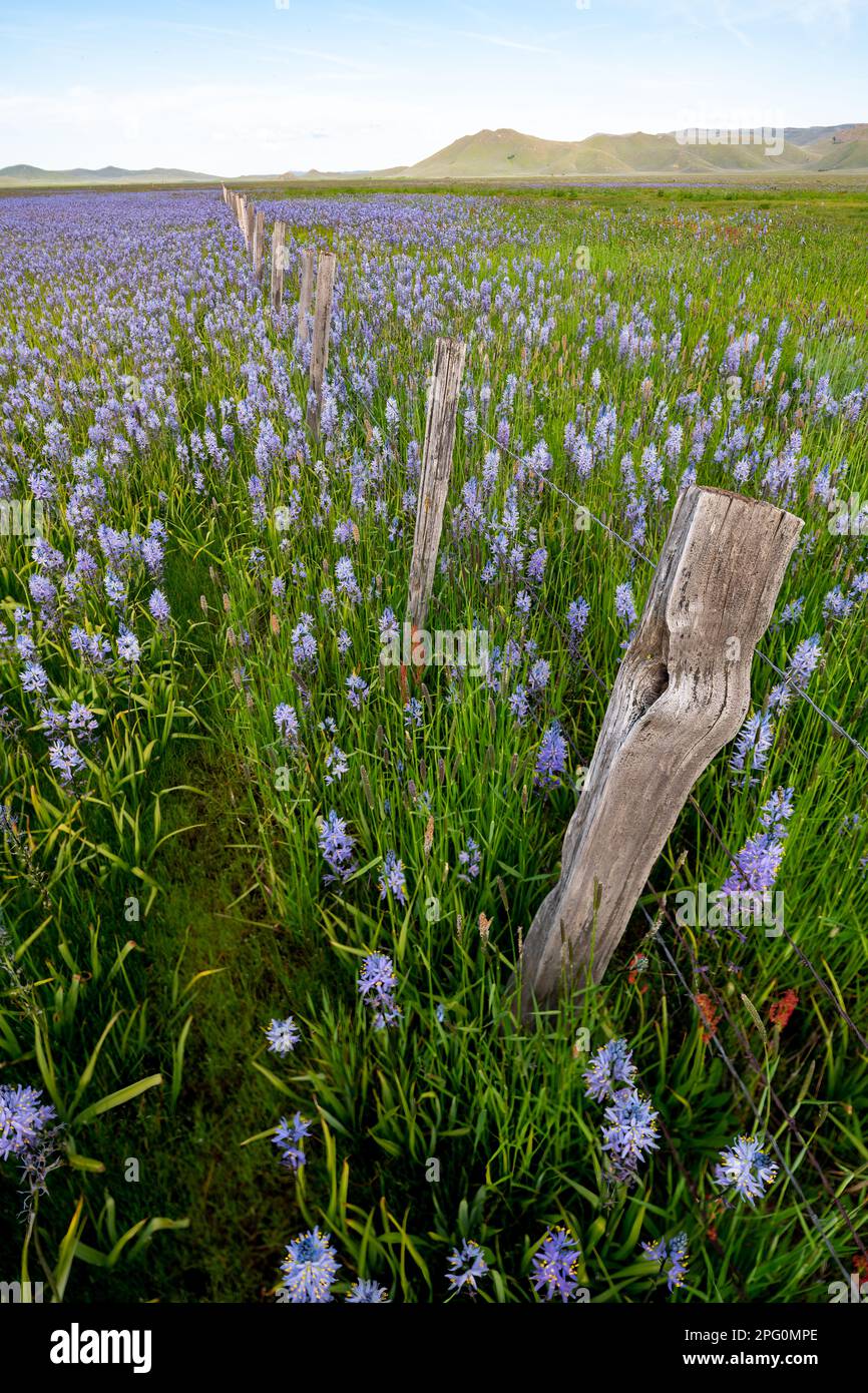 Flower marsh hi-res stock photography and images - Alamy