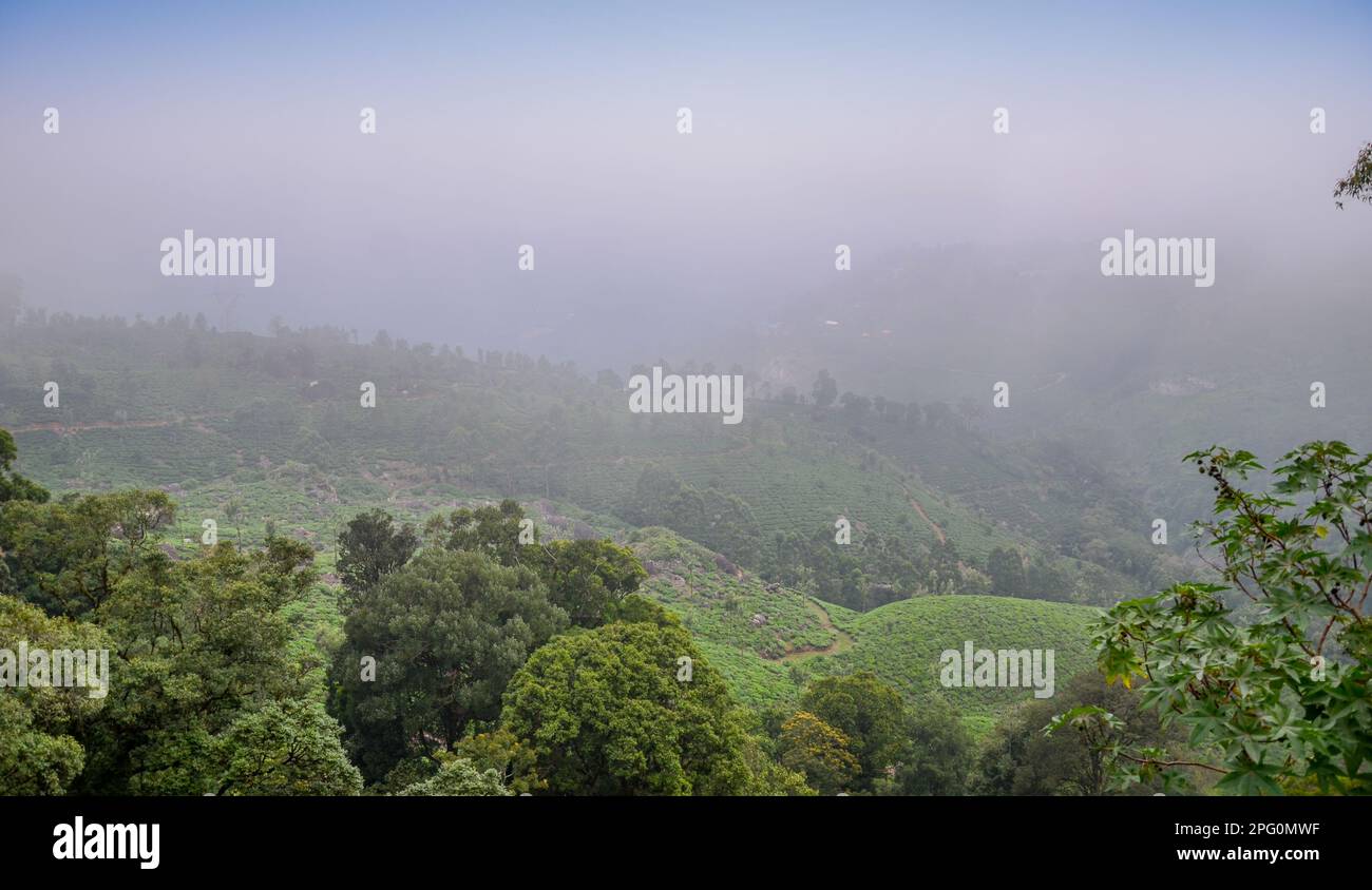 Misty mountains of Munnar, Kerala, India Stock Photo - Alamy