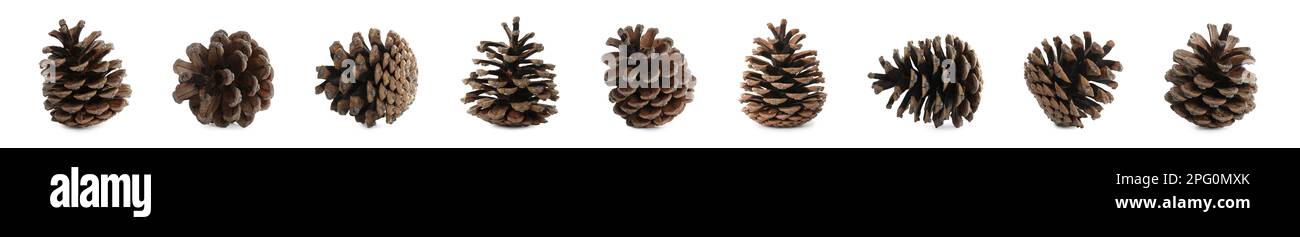 Set with beautiful pine cones on white background. Banner design Stock ...