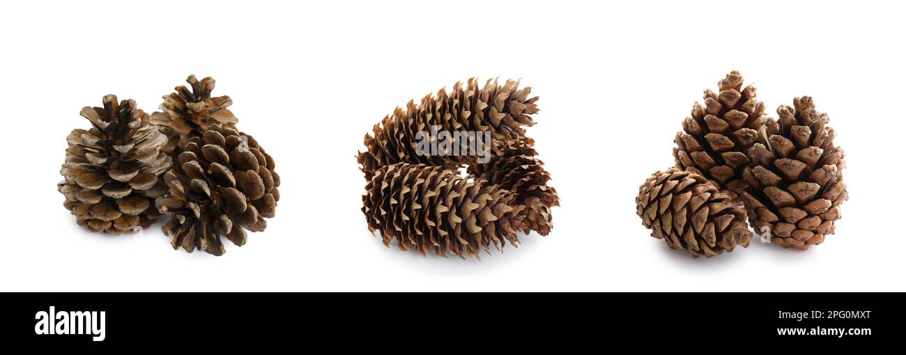 Set with beautiful pine cones on white background. Banner design Stock ...