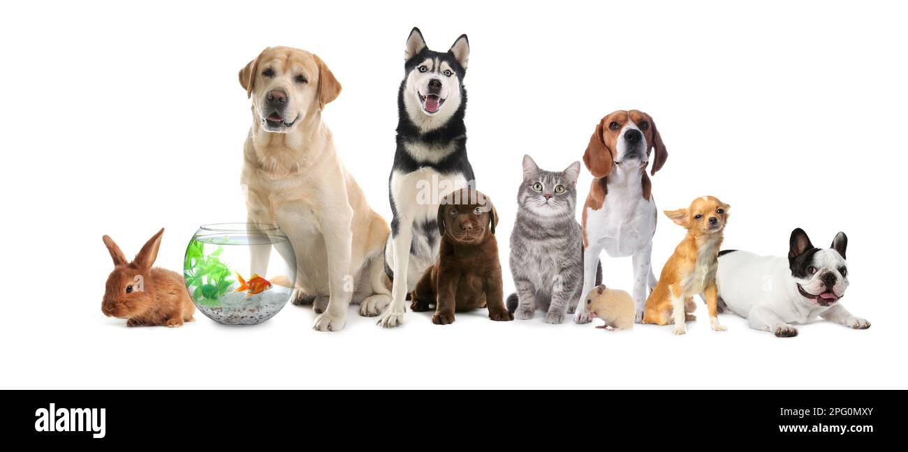 Group of cute pets on white background. Banner design Stock Photo - Alamy