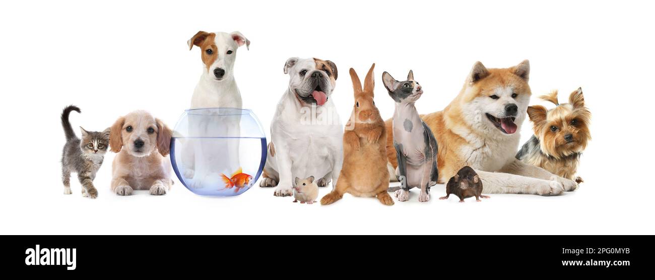 Group of cute pets on white background. Banner design Stock Photo - Alamy