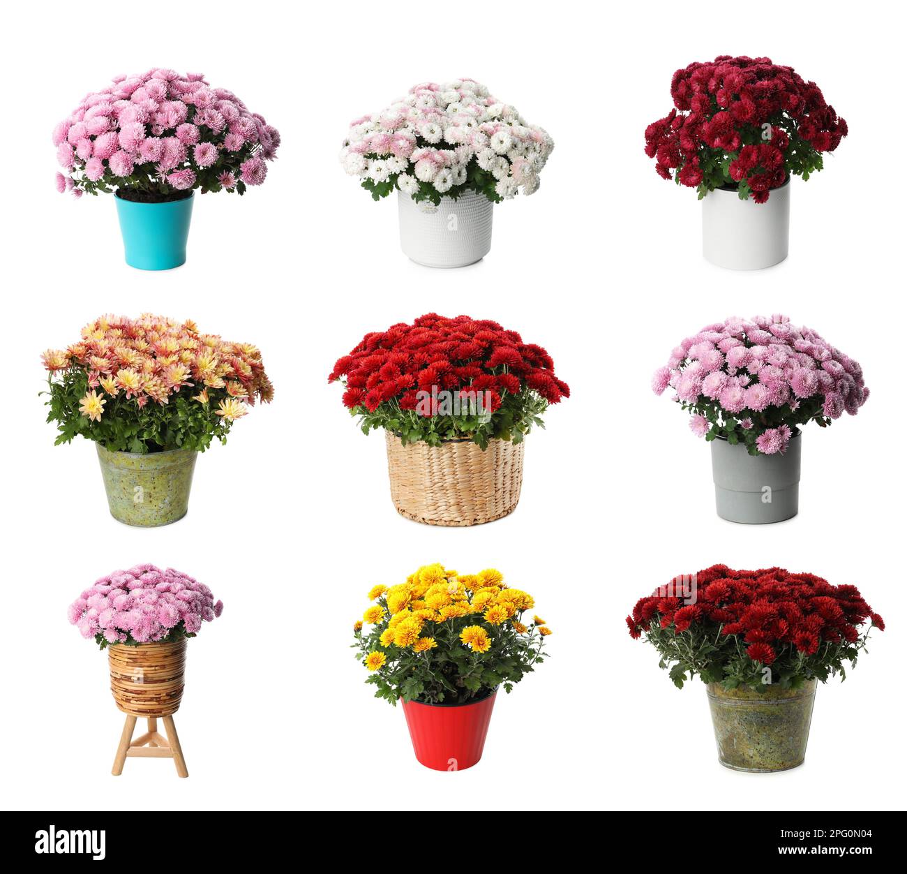 Set with chrysanthemum flowers in pots on white background Stock Photo ...