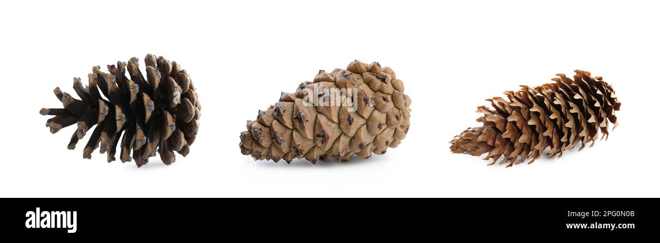 Set with beautiful pine cones on white background. Banner design Stock ...
