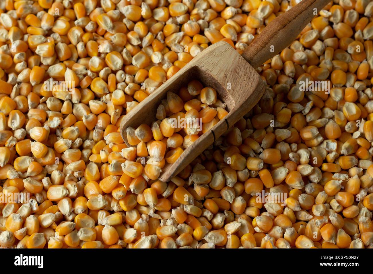 Corn kernels - handful of corn kernels with wooden spoon Stock Photo ...