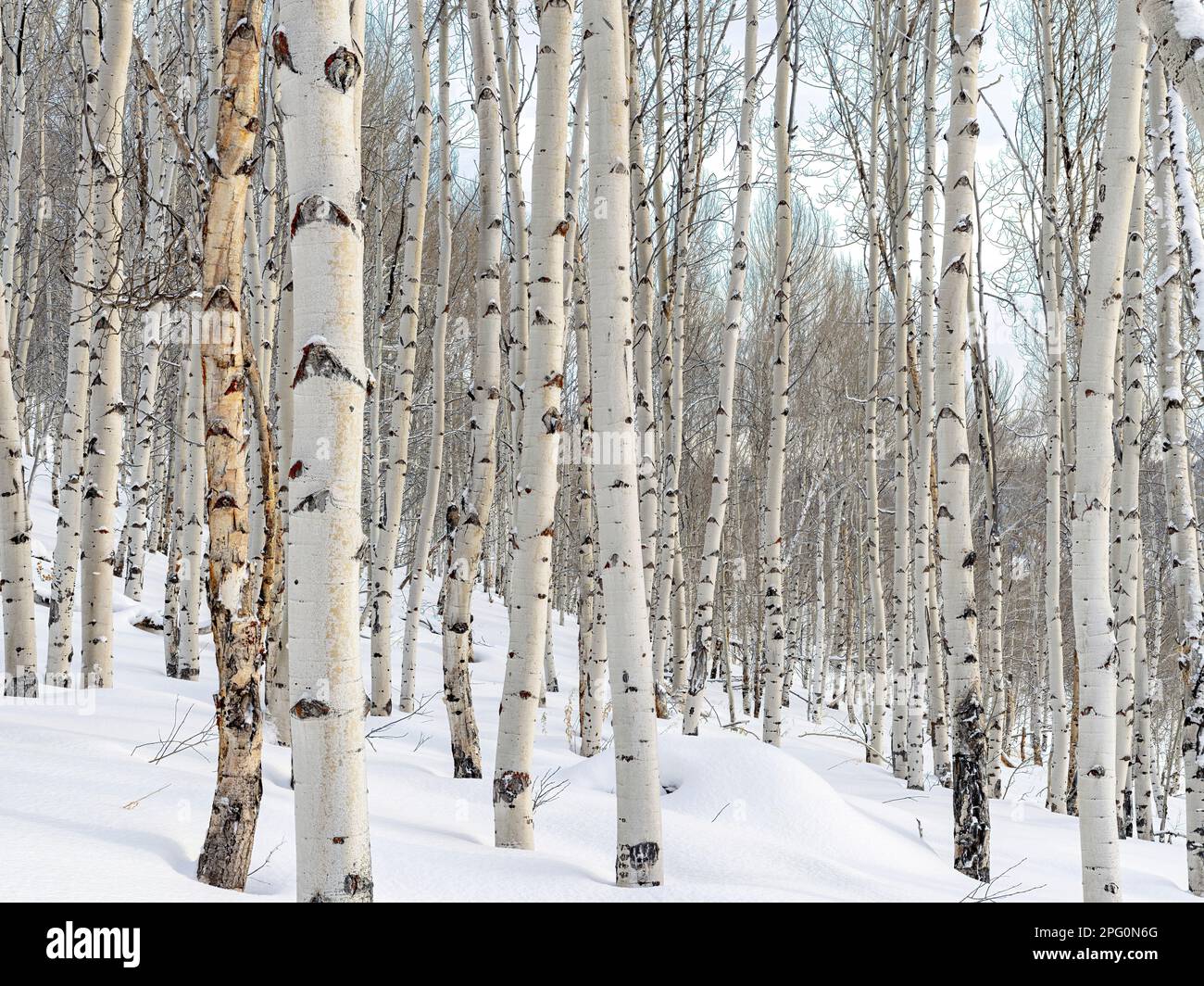 Cross-section of an Aspen forest in winter Stock Photo - Alamy