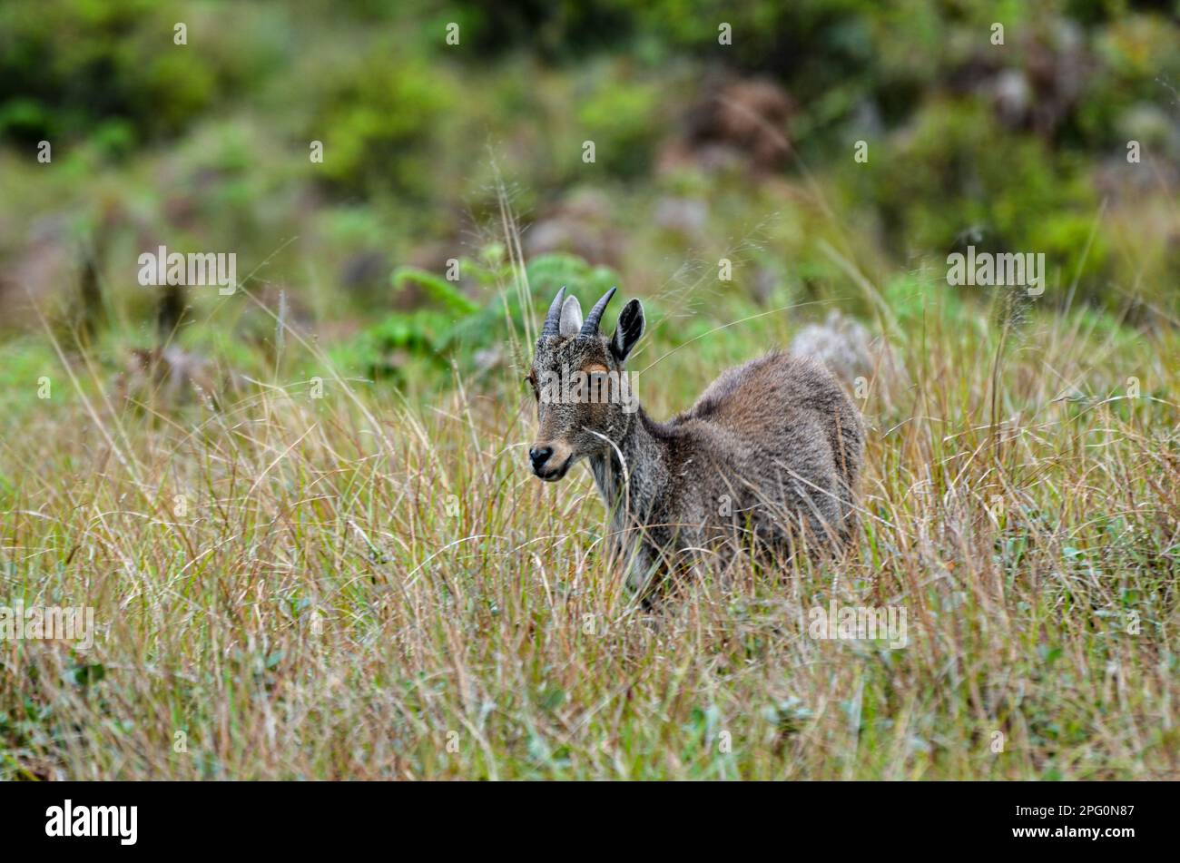 Nilgiri Tahr, a type of wild goat, a protected species found in the ...