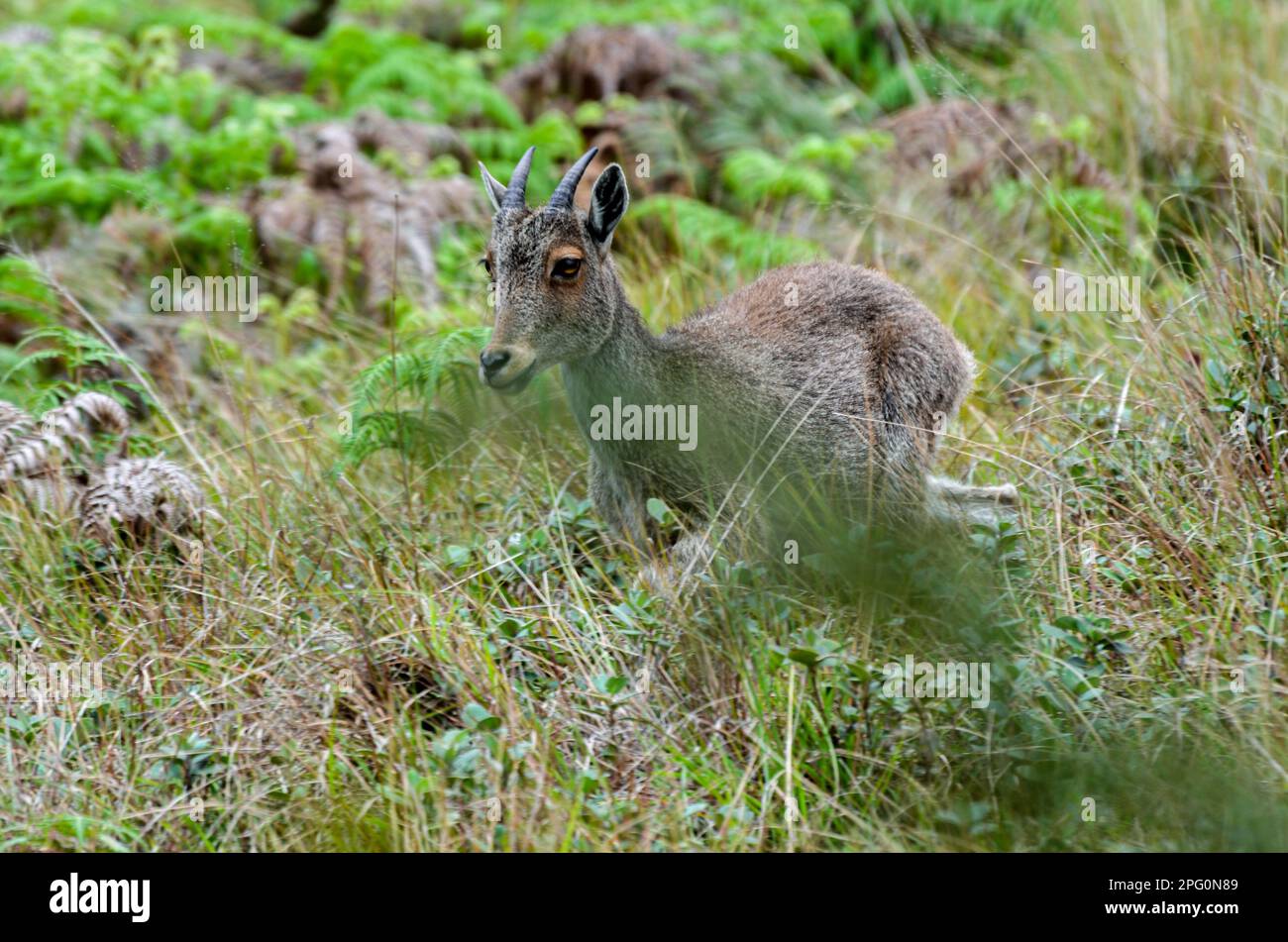 A nilgiri tahr hi-res stock photography and images - Alamy
