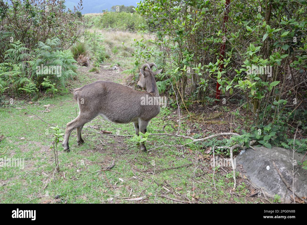 Nilgiri Tahr, a type of wild goat, a protected species found in the ...