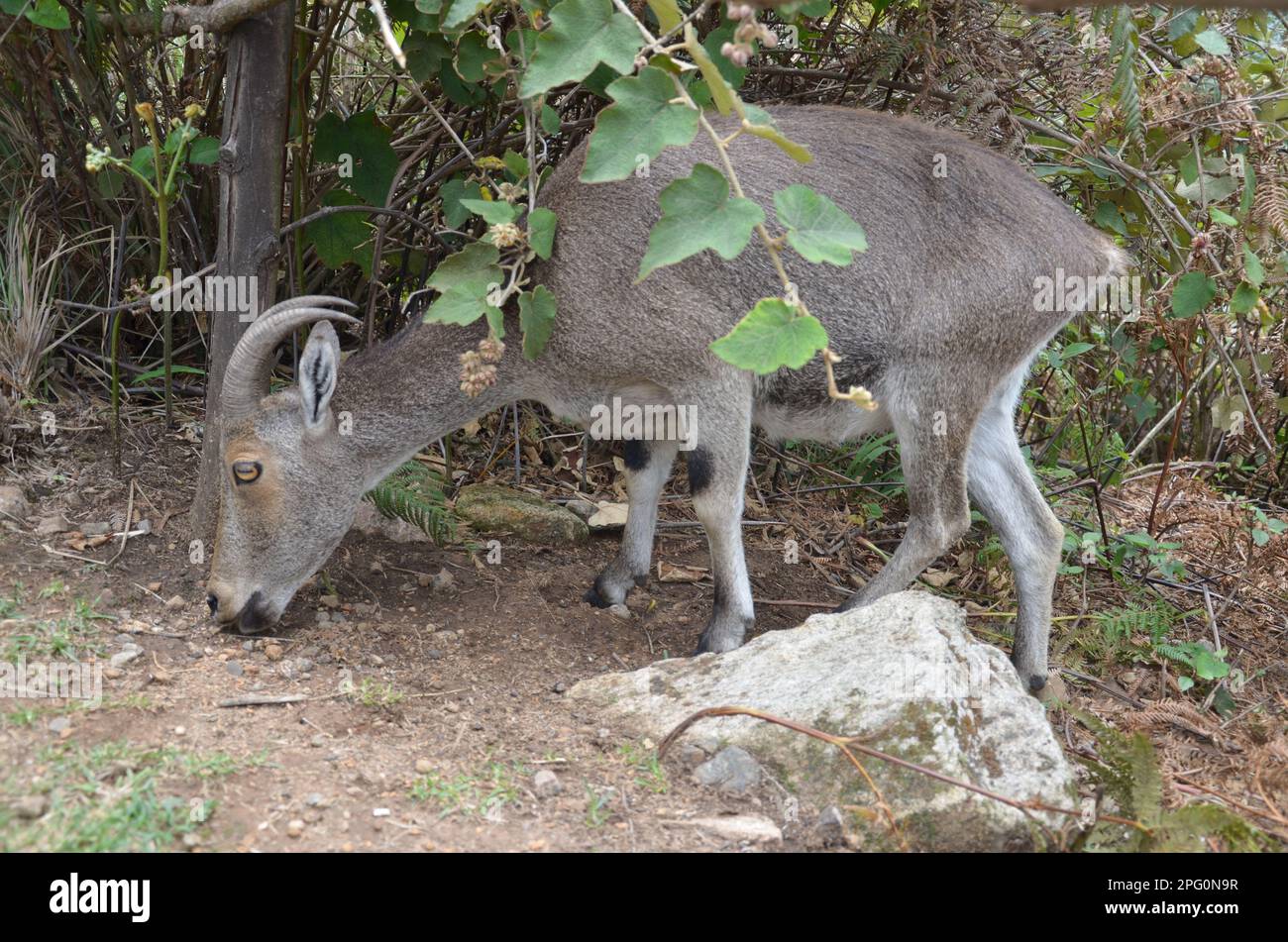 Nilgiri Tahr, a type of wild goat, a protected species found in the ...