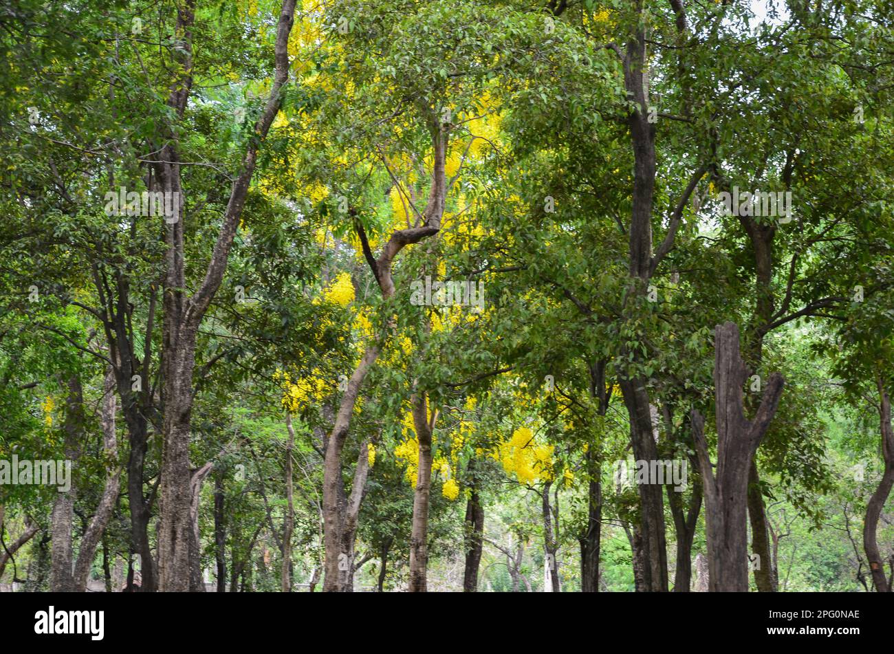 Sandalwood forest at Marayoor, near Munnar, Kerala, India Stock Photo ...