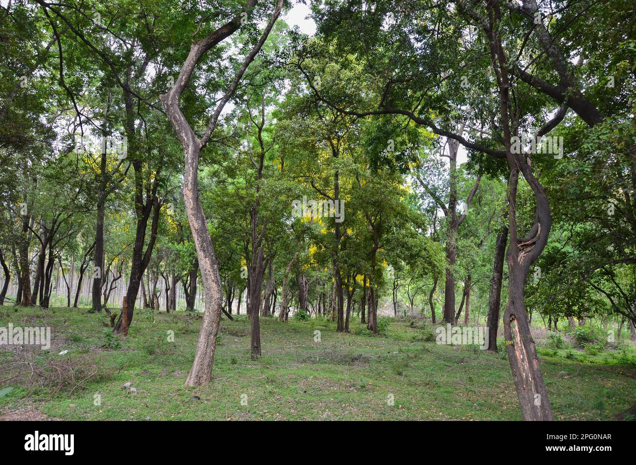 Sandalwood forest at Marayoor, near Munnar, Kerala, India Stock Photo ...