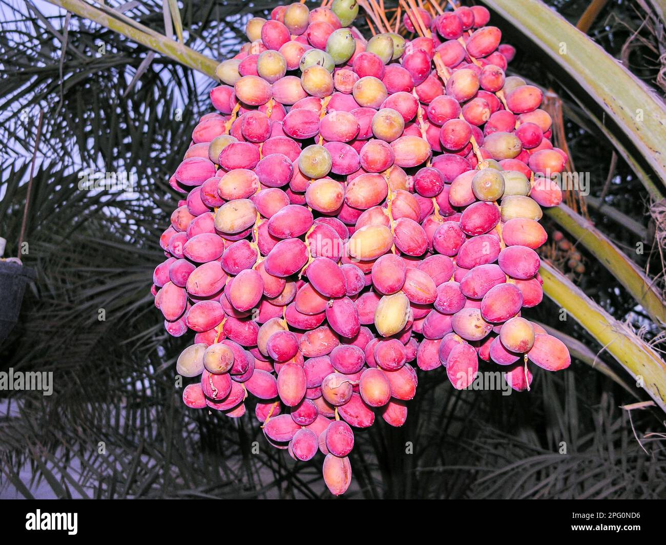 Date palms with bunches of dates Stock Photo - Alamy