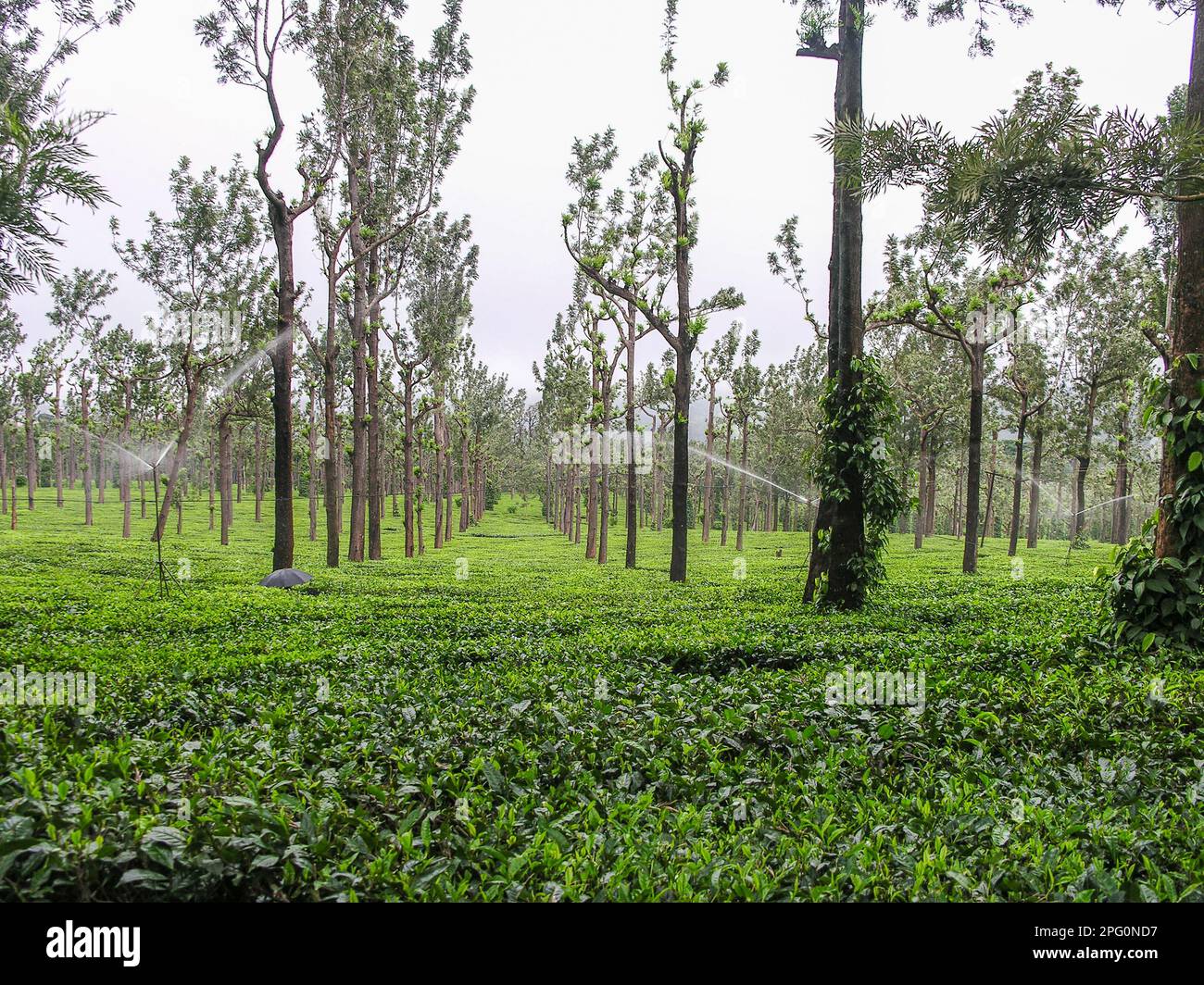 Lush green tea gardens at Ooty, India with silver oak trees Stock Photo ...