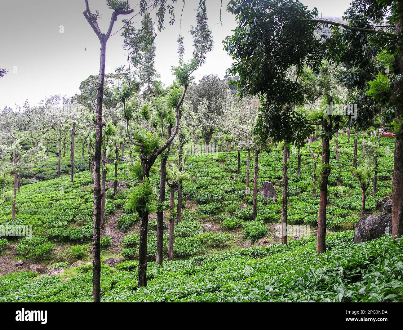 Lush green tea gardens at Ooty, India with silver oak trees Stock Photo ...