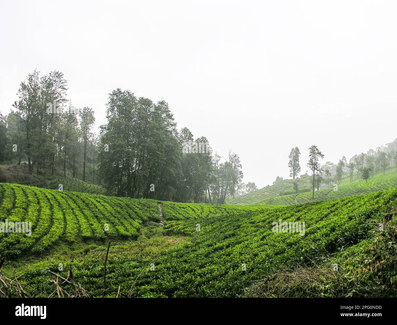 Lush green tea gardens at Ooty, India with silver oak trees Stock Photo ...