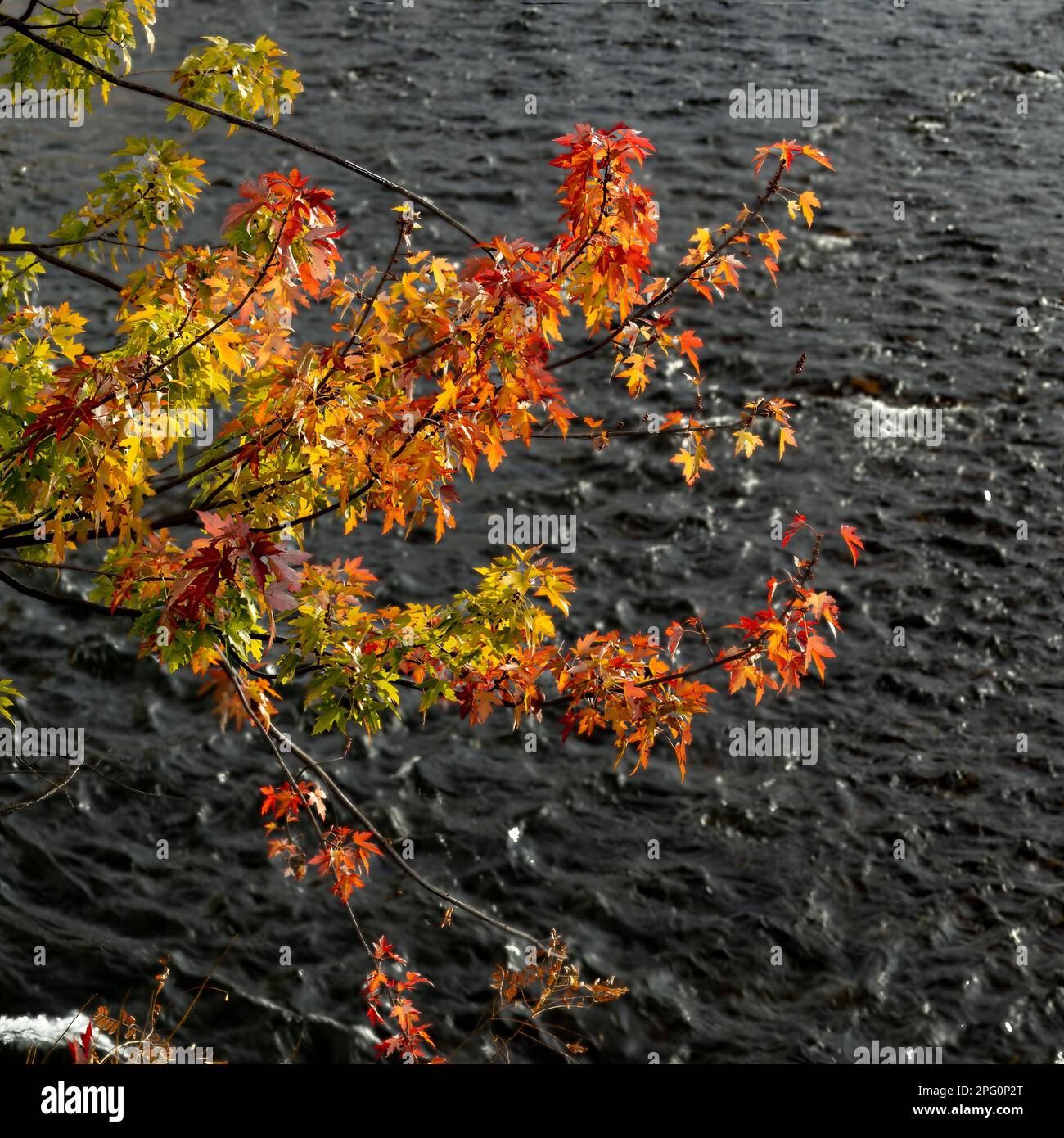 Colorful maple autumn tree limb hangs over a river Stock Photo - Alamy