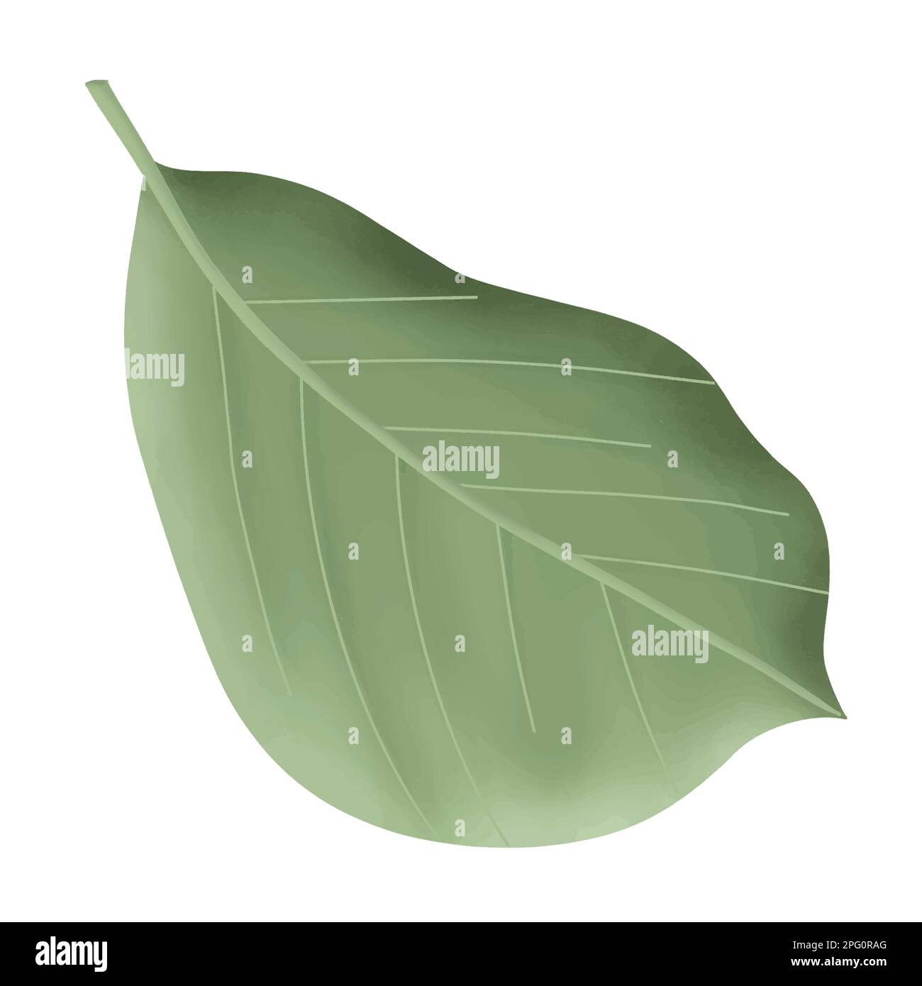 Exotic Tropical Green Leaf Clipart. Green Leaf Leaves design element ...