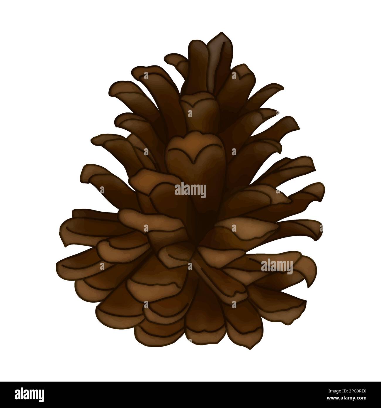 Pine cone clipart winter design element isolated on white background ...