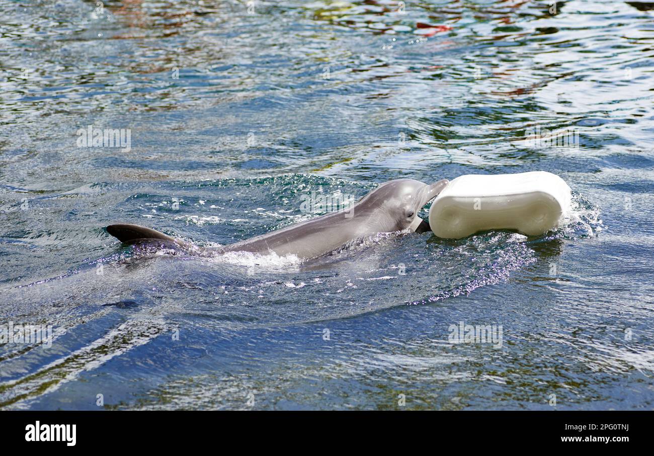 Dolphin float hi-res stock photography and images - Alamy