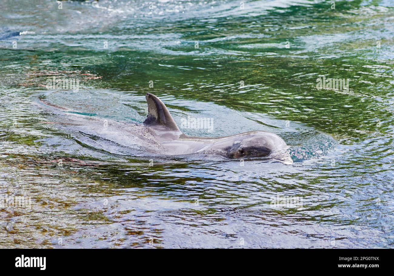 Trained Dolphin swimming with head above water Stock Photo - Alamy