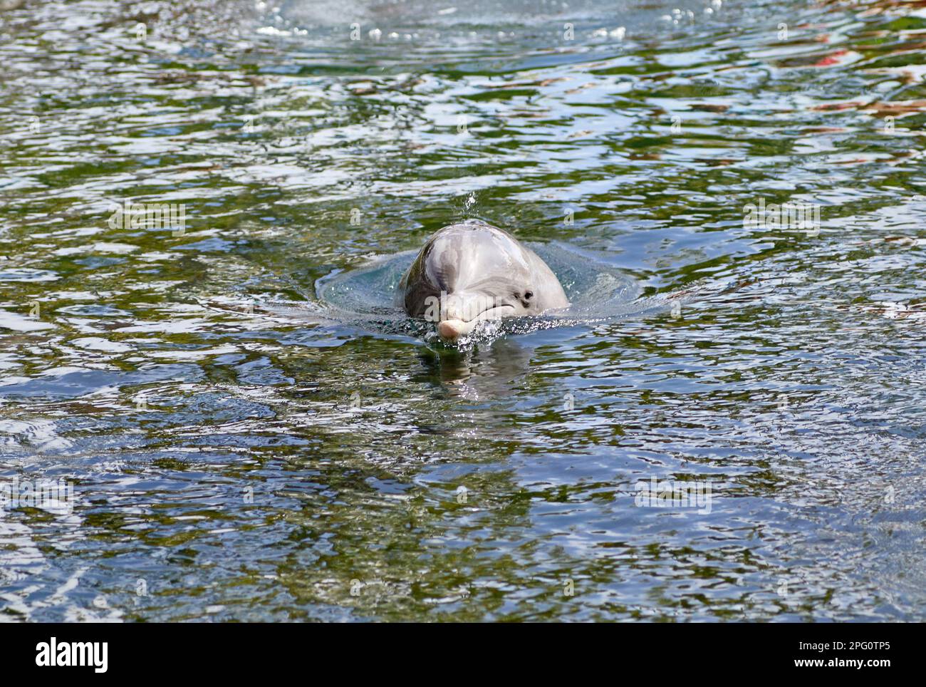Trained Dolphin swimming with head above water towards Camera Stock ...