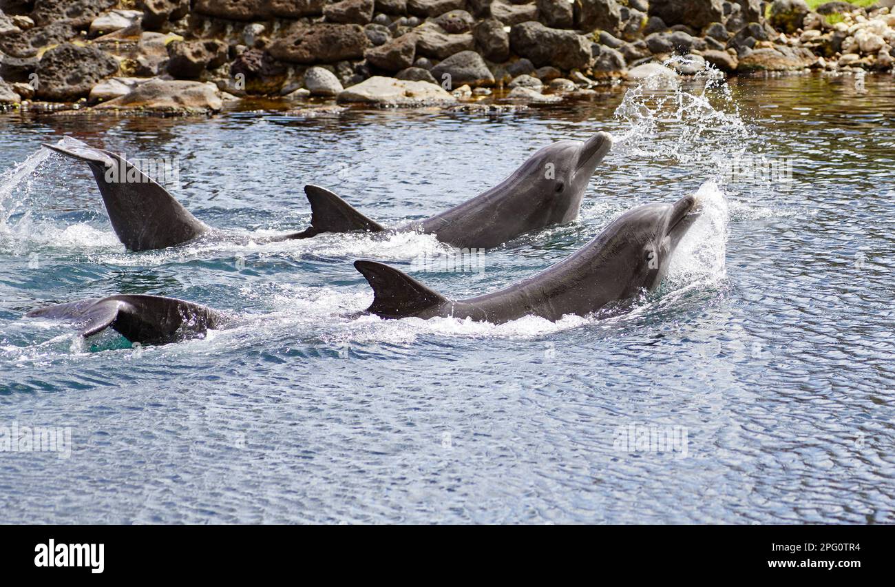 Trained Dolphins swimming with head and fins above water Stock Photo ...
