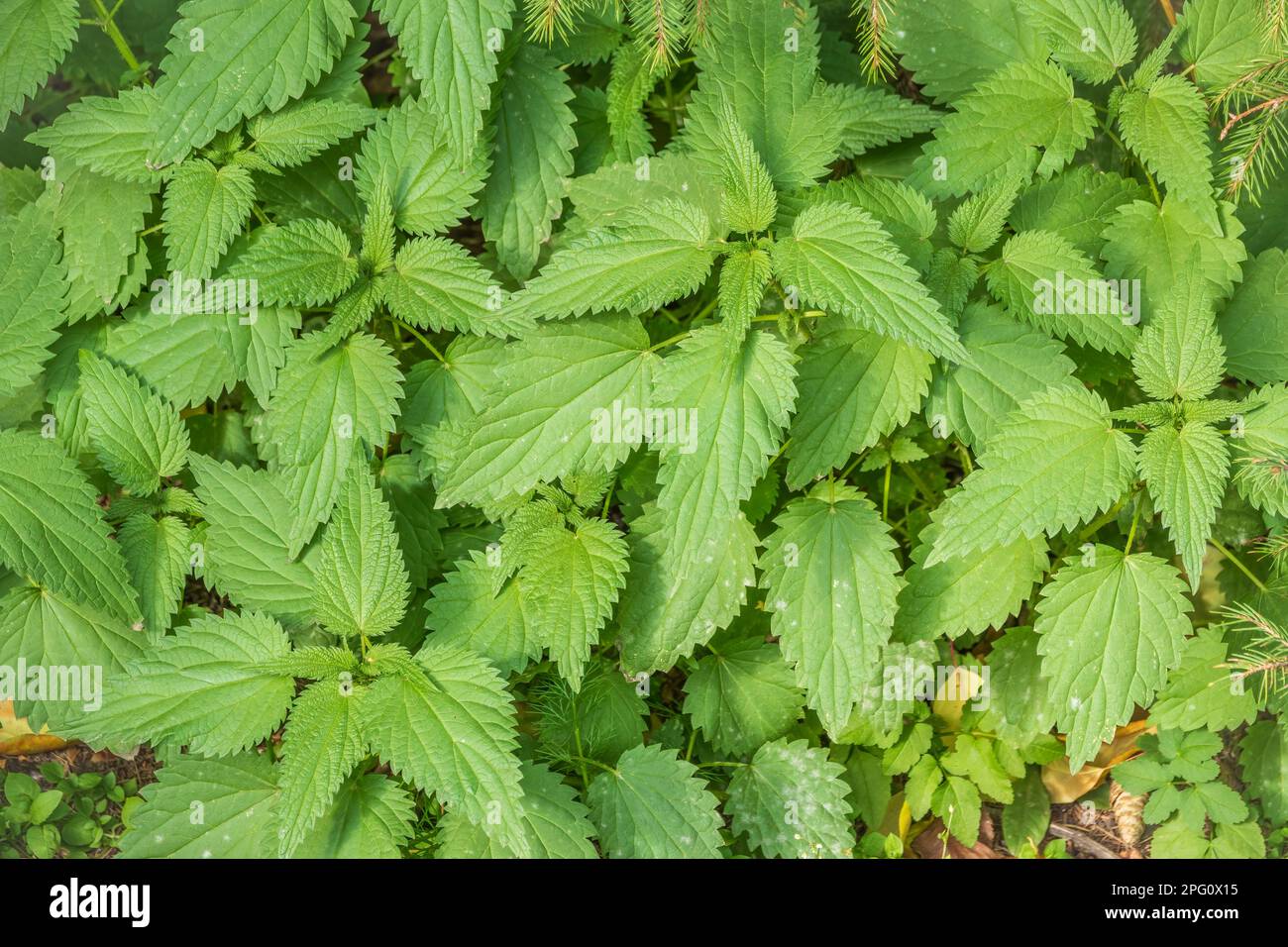 The nettle, Urtica dioica, with green leaves grows in natural thickets ...
