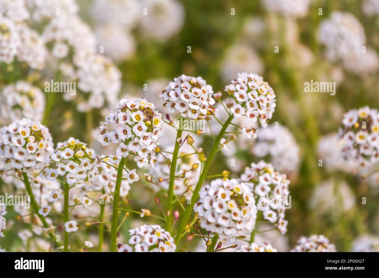 Dainty purple and white flowers of Lobularia maritima Alyssum maritimum ...