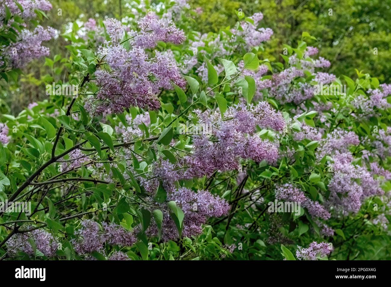 Blooming purple lilac blossoms after a spring rain in Taylors Falls ...