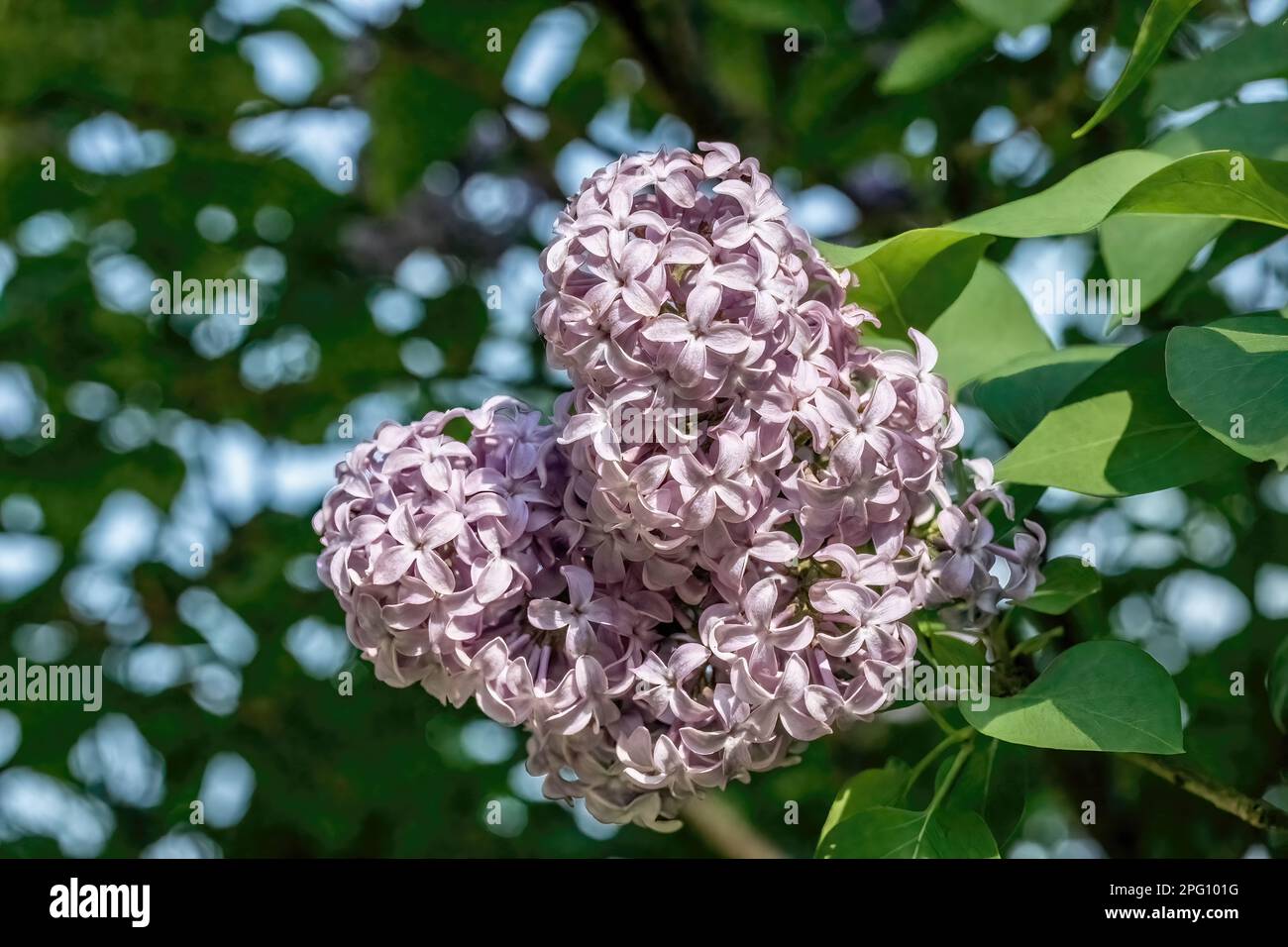 Beautiful blooming purple lilacs shining in the spring afternoon sun ...