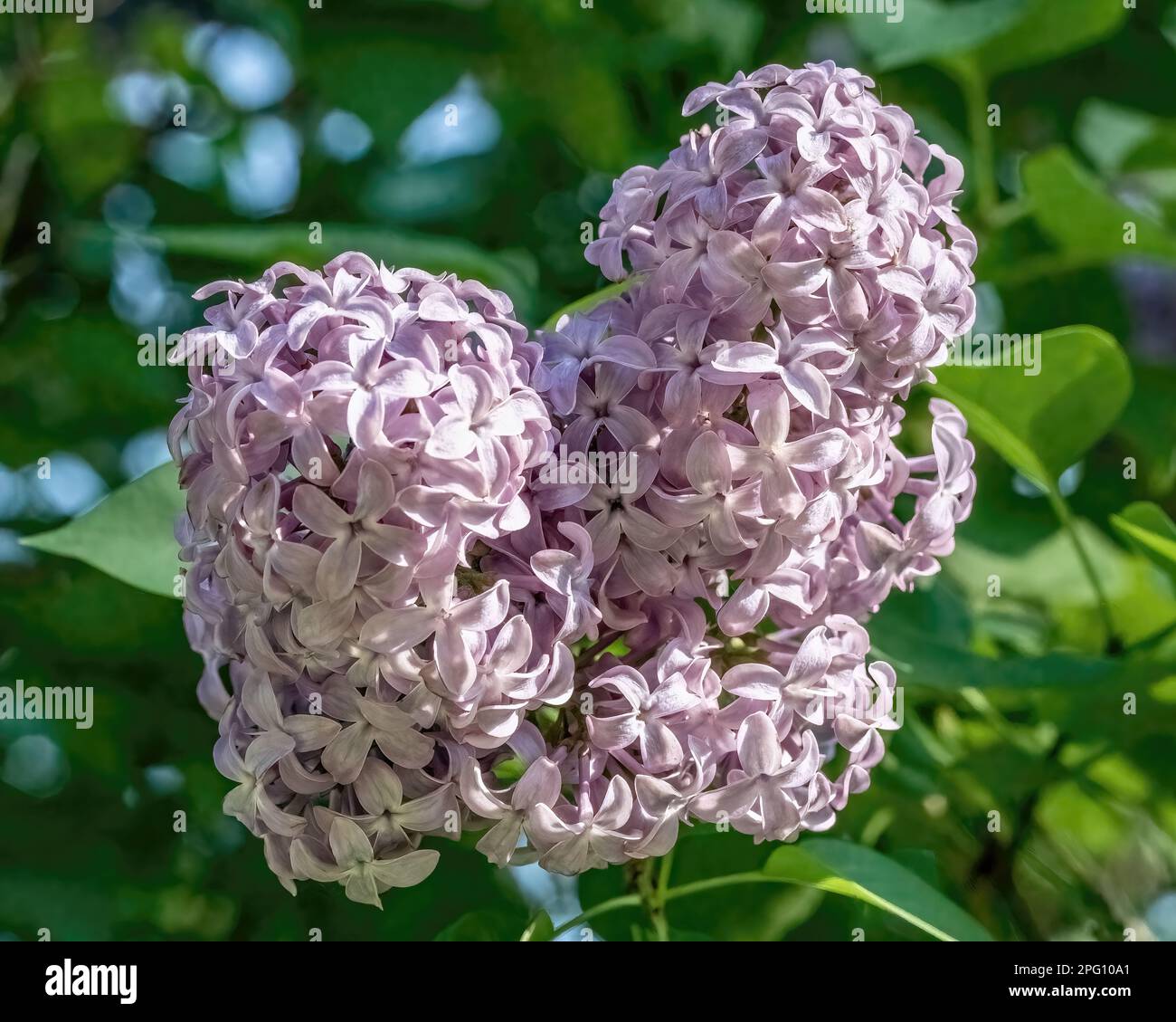 Beautiful blooming purple lilacs shining in the spring afternoon sun ...