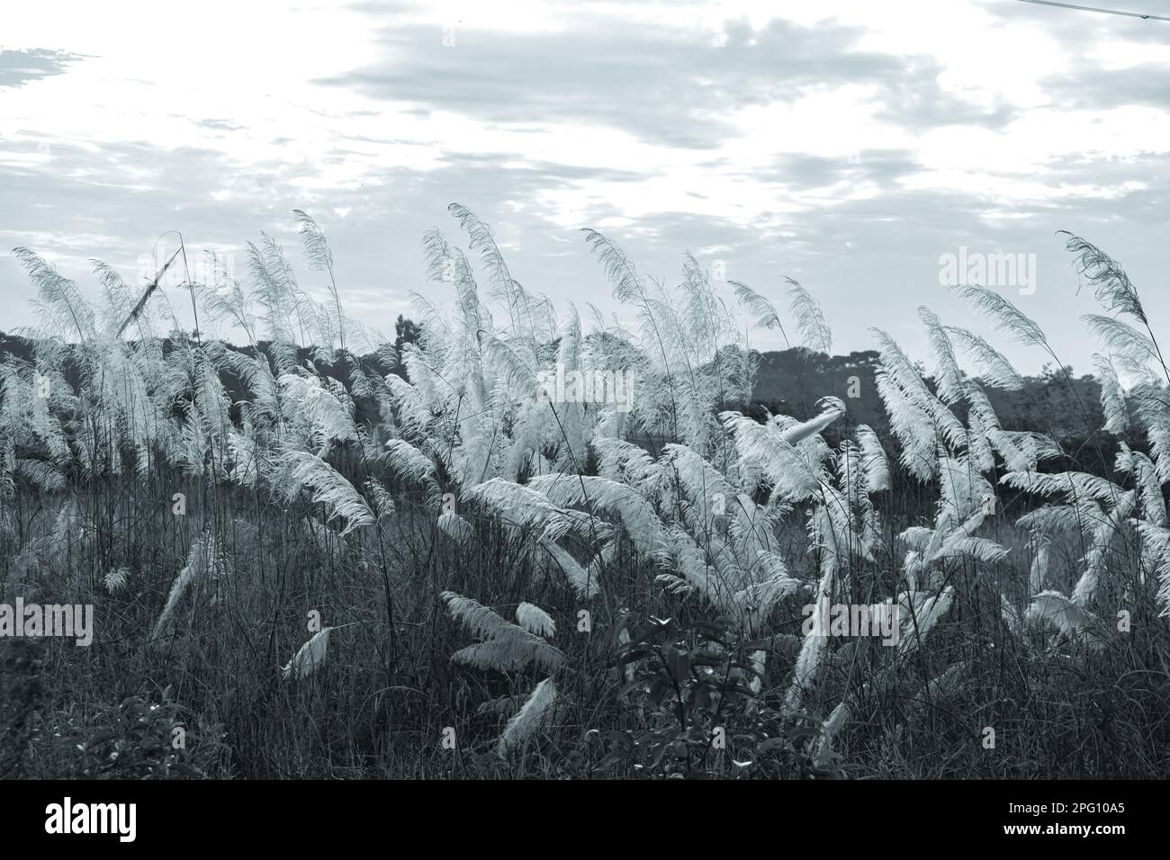 Kash hi-res stock photography and images - Alamy