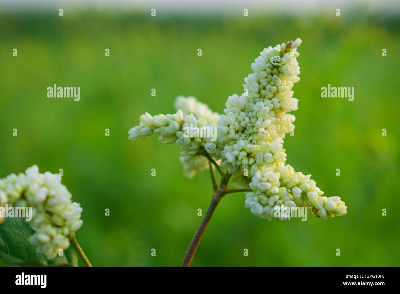 Flowers of bangladesh hi-res stock photography and images - Alamy