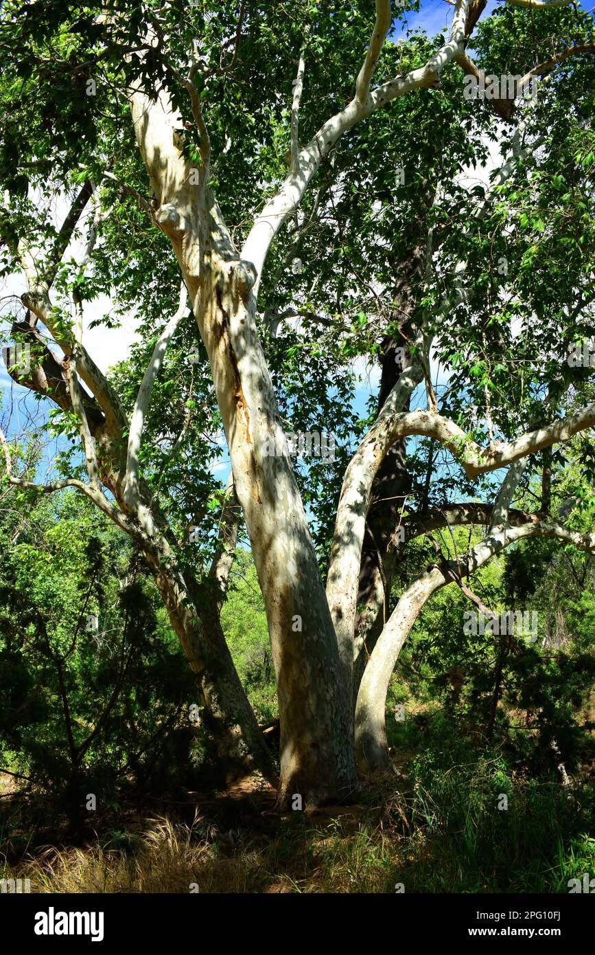 Sycamore tree in Arizona desert Oasis creek valley Stock Photo - Alamy