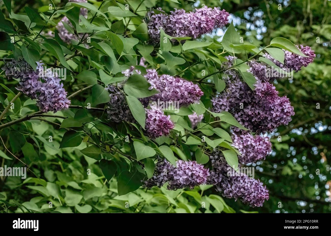 Beautiful purple lilac bush in full bloom on a spring evening in St ...