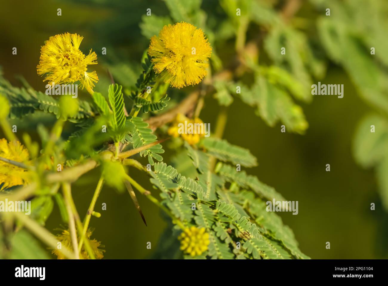Gum arabic tree flower closeup. Selective focus Stock Photo - Alamy