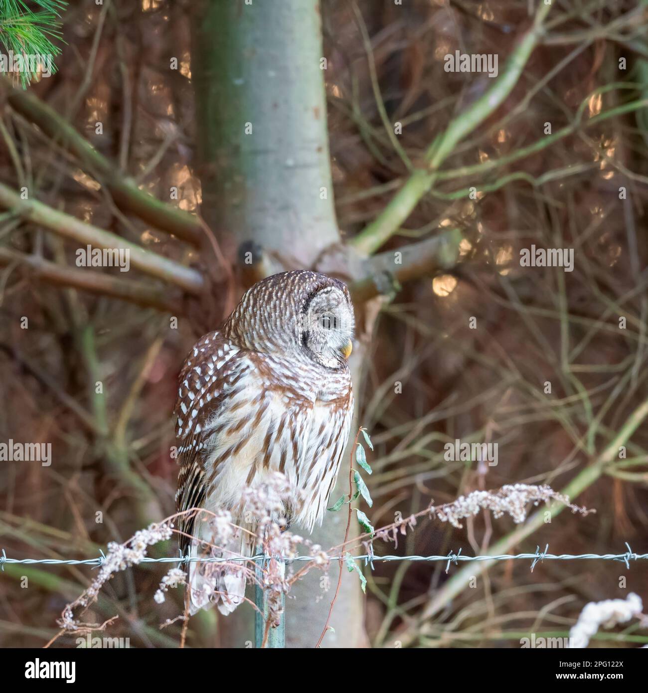 Northern Barred owl (Strix varia) sitting on barbed wire. Blackwater ...