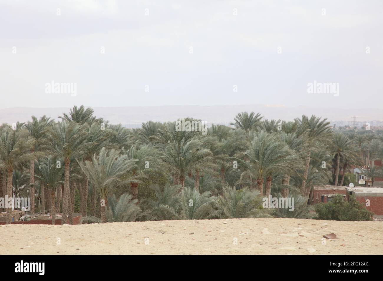 Palm trees near sakara pyramid Stock Photo - Alamy