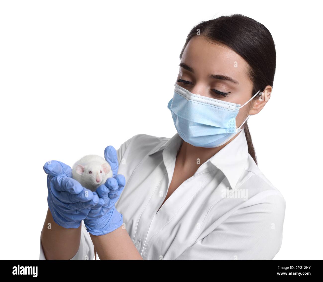 Scientist holding rat on white background. Animal testing Stock Photo ...