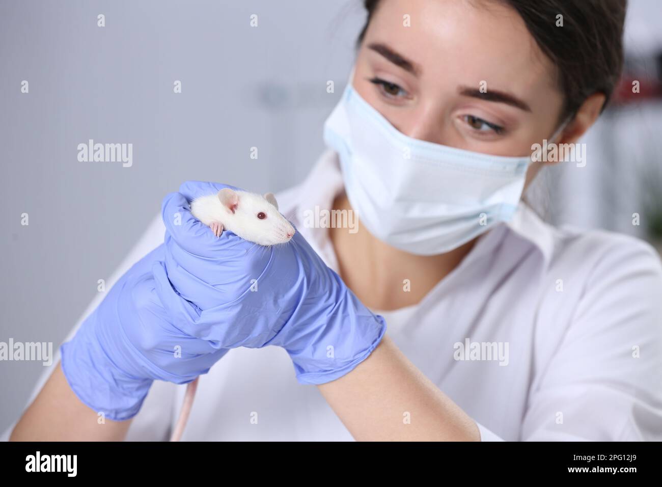 Scientist with rat in chemical laboratory. Animal testing Stock Photo ...