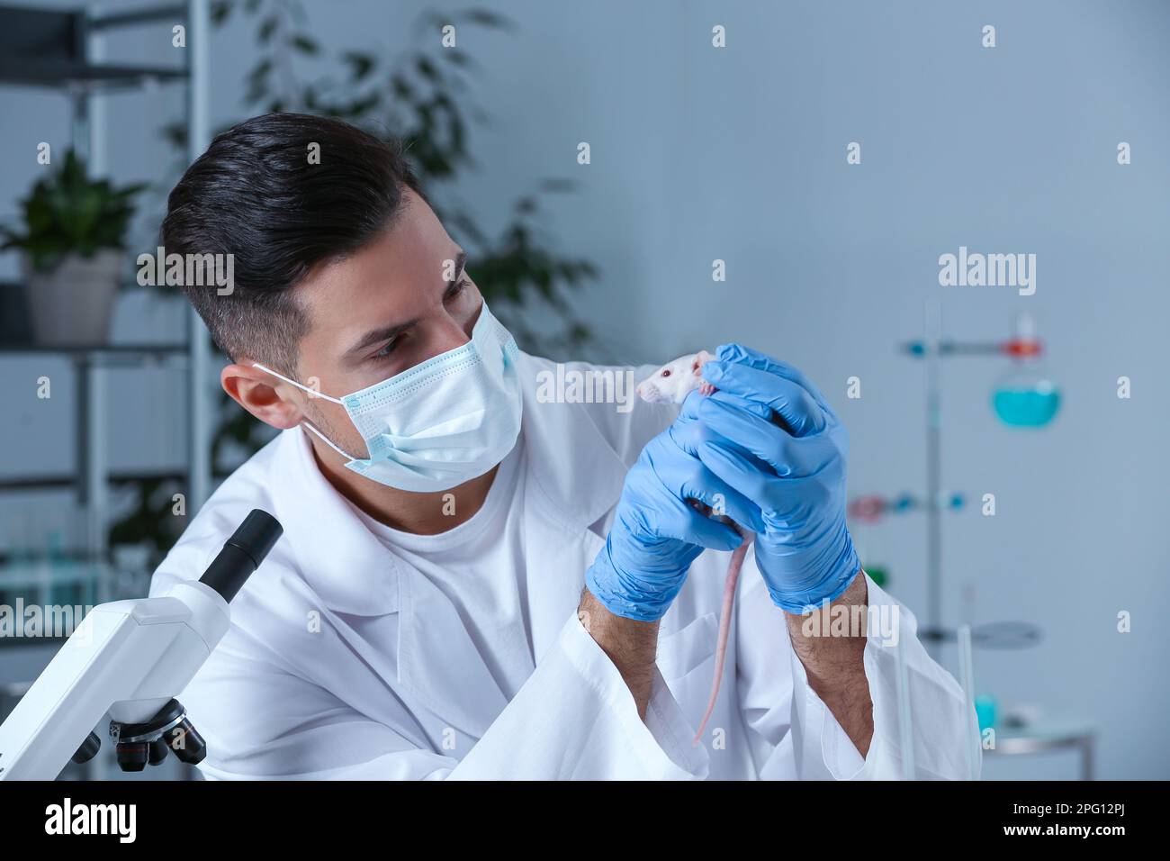 Lab rat animal testing hi-res stock photography and images - Alamy