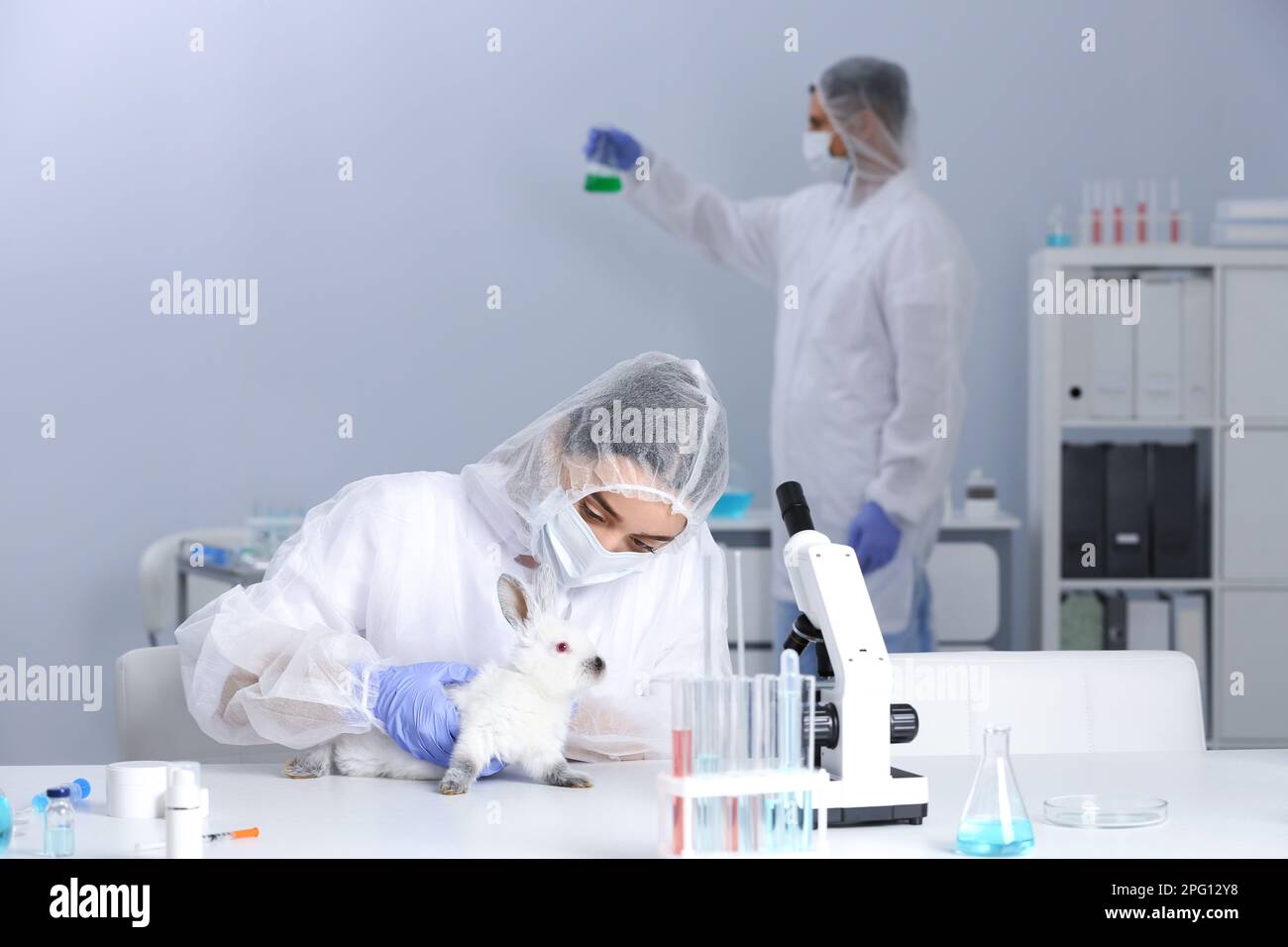 Scientist working with rabbit in chemical laboratory. Animal testing ...